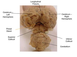 Sheep brain gross anatomy | PDF