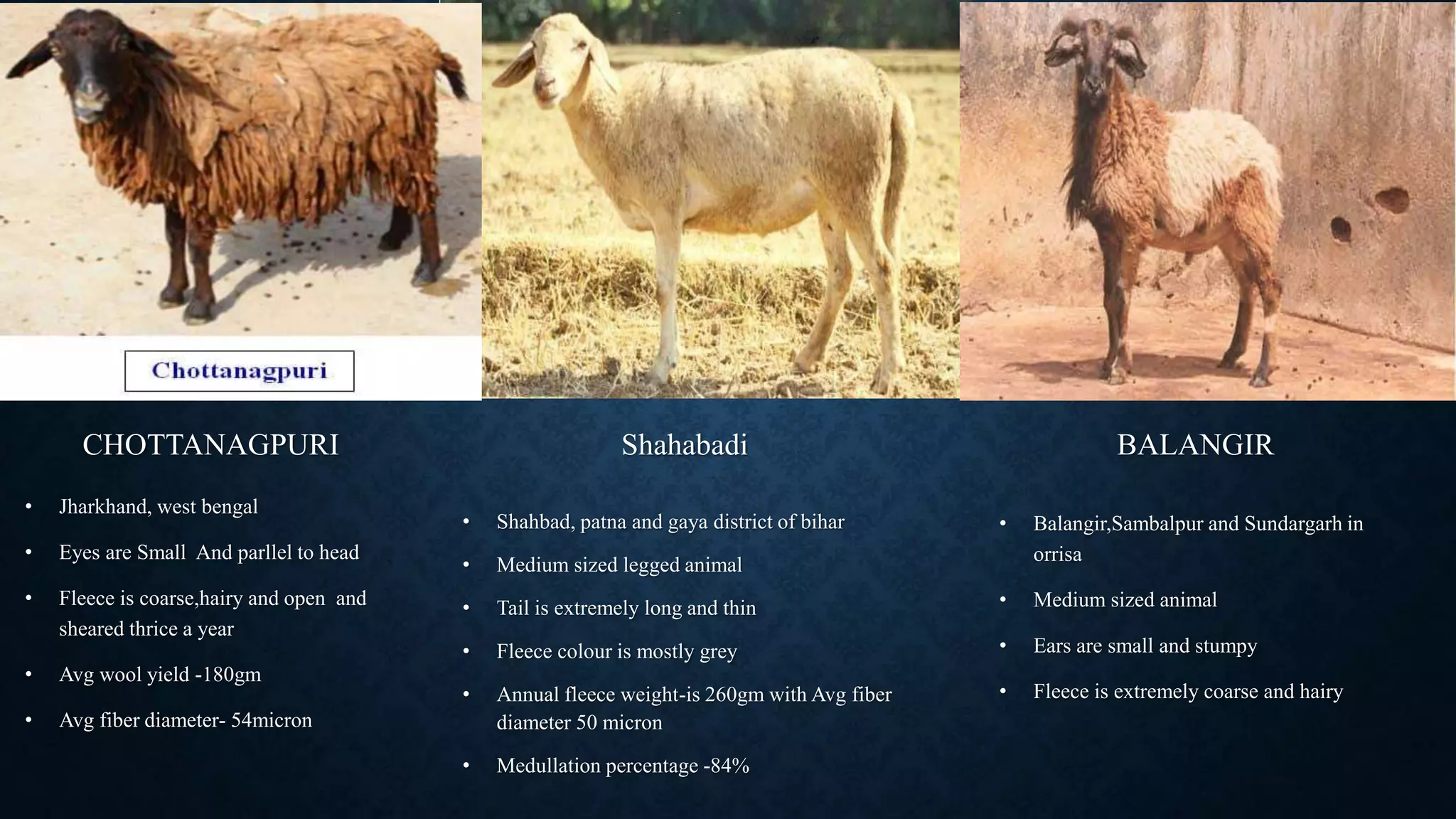 SHEEP BREED BY SAHIL.pptx