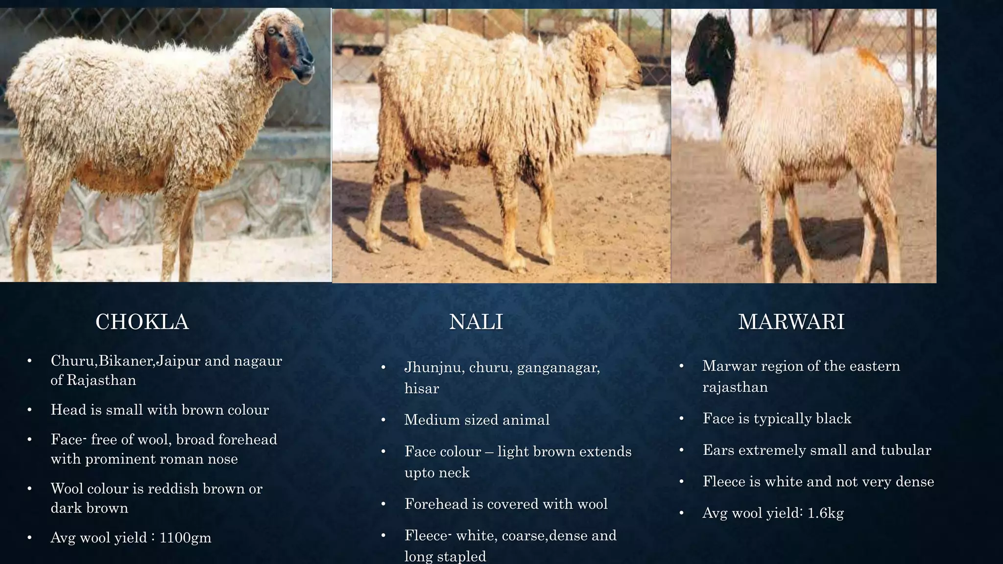 SHEEP BREED BY SAHIL.pptx