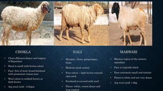 SHEEP BREED BY SAHIL.pptx