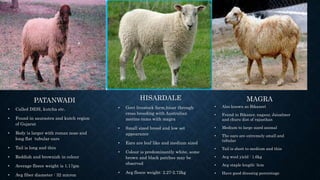 SHEEP BREED BY SAHIL.pptx