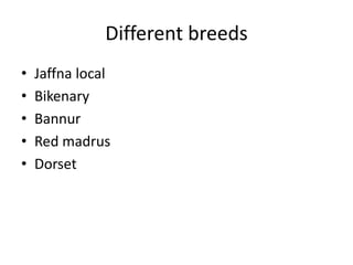 Sheep Breed Production Pdf