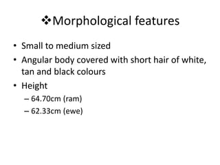 SHEEP BREED PRODUCTION.pdf