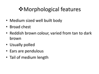 SHEEP BREED PRODUCTION.pdf