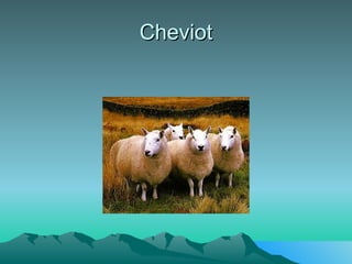 Sheep breeds | PPT