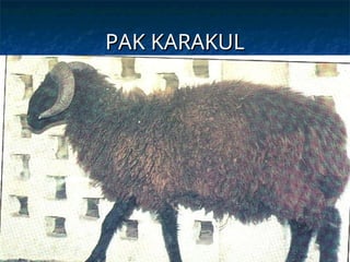 SHEEP BREEDS of Pakistan in All Areas.ppt