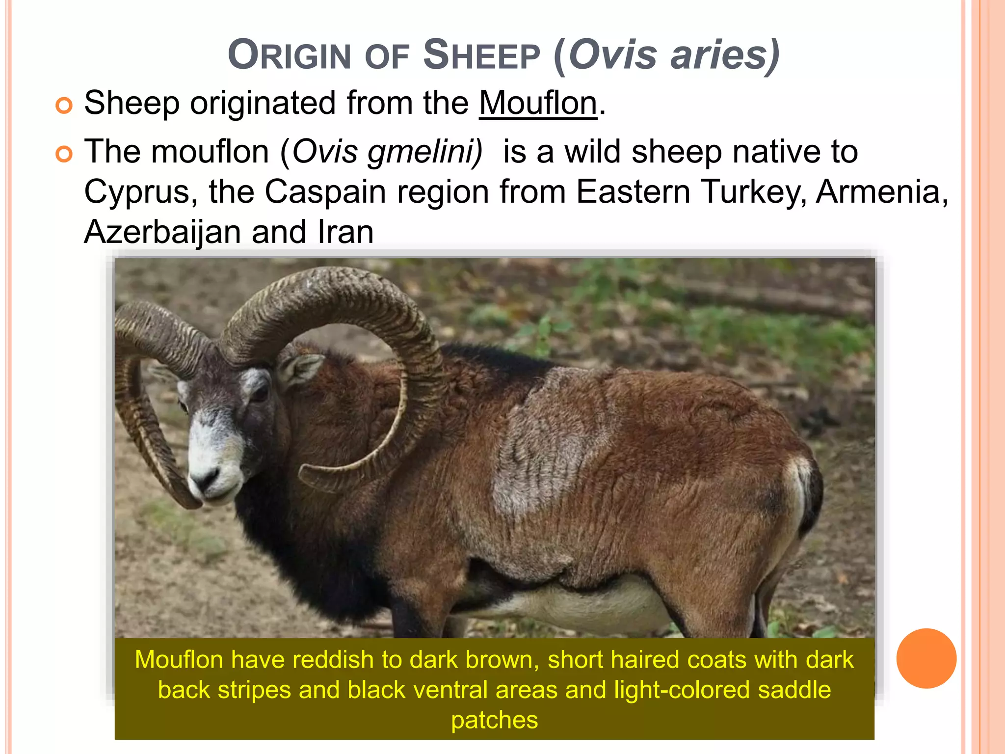 SHEEP BREEDS DETAILED.pptx