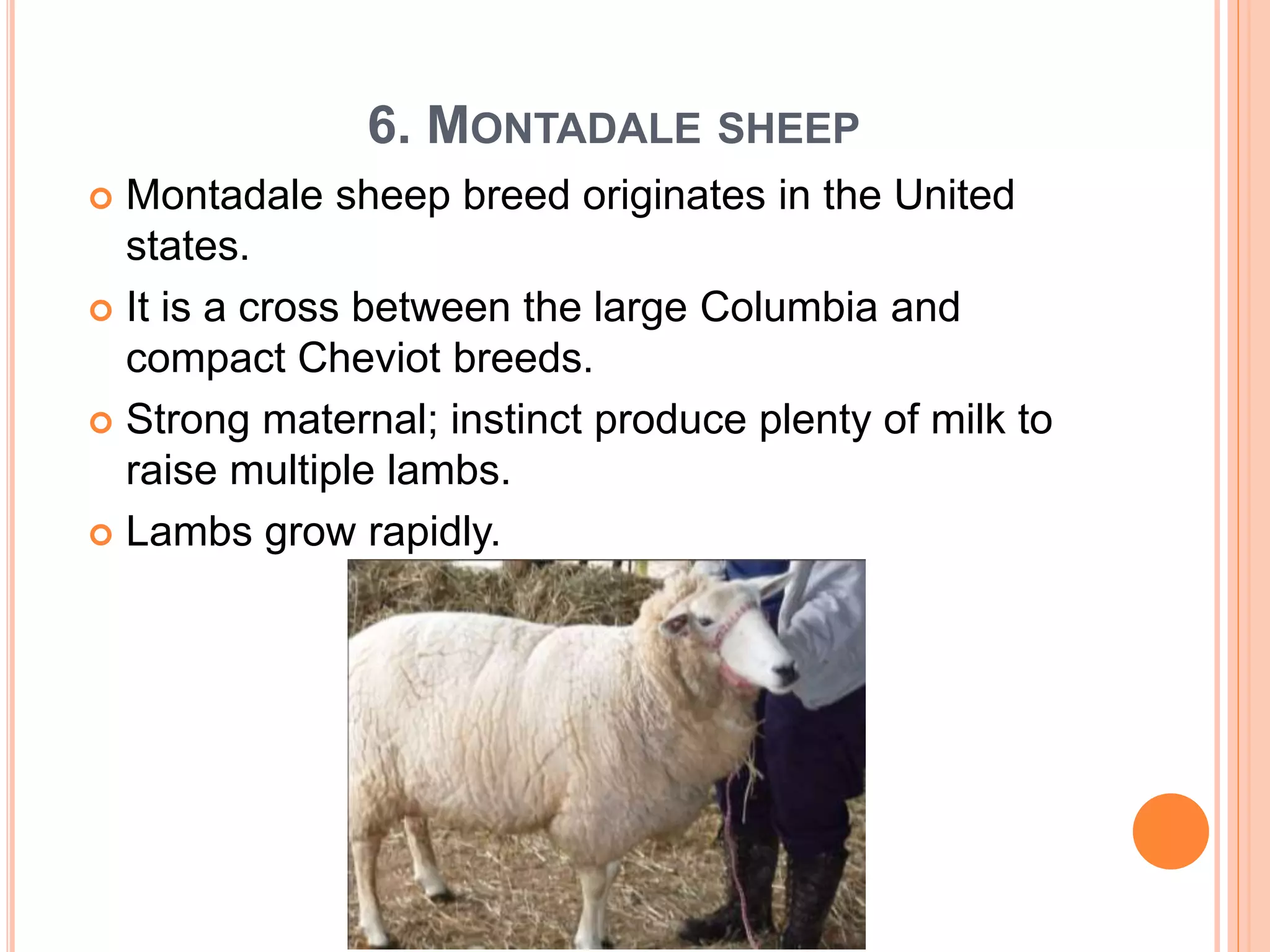 SHEEP BREEDS DETAILED.pptx