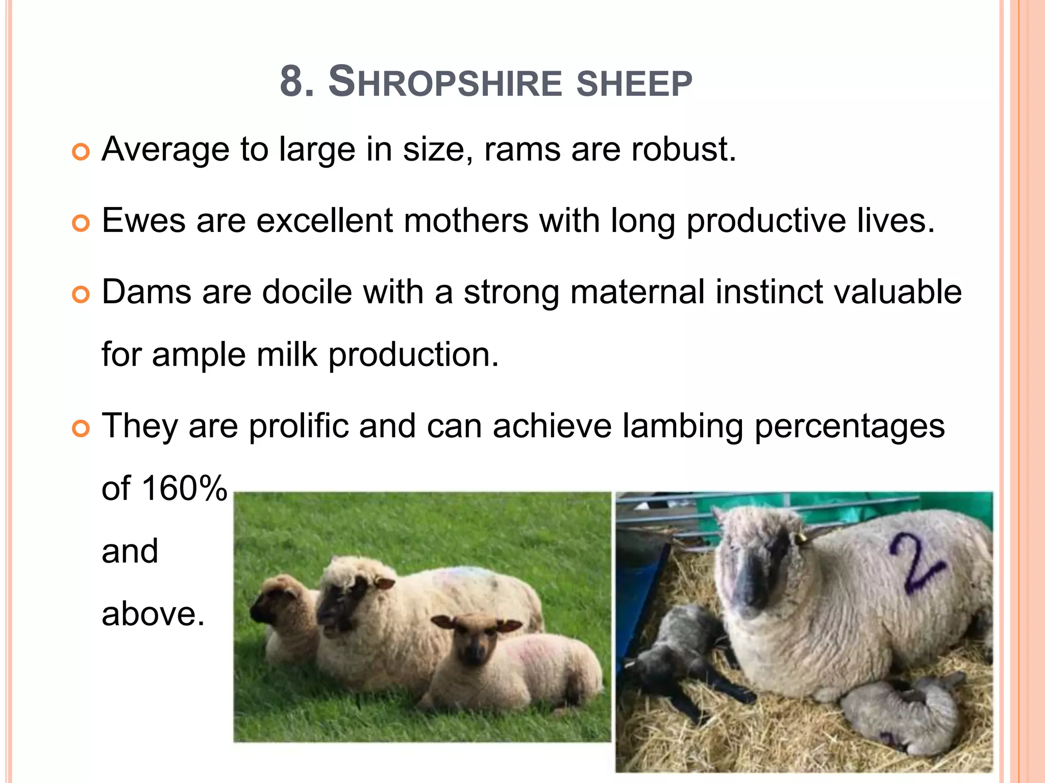 SHEEP BREEDS DETAILED.pptx