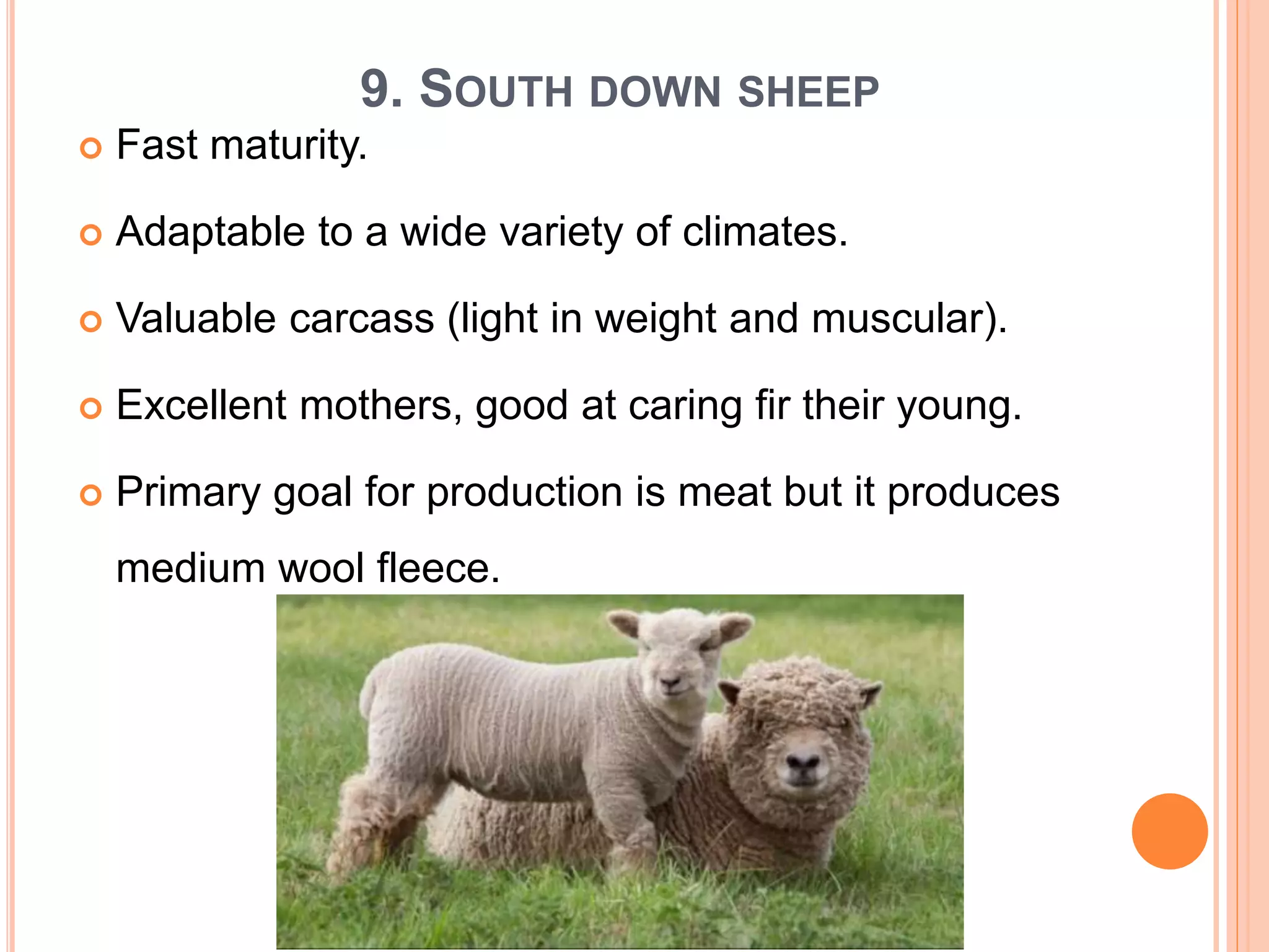SHEEP BREEDS DETAILED.pptx