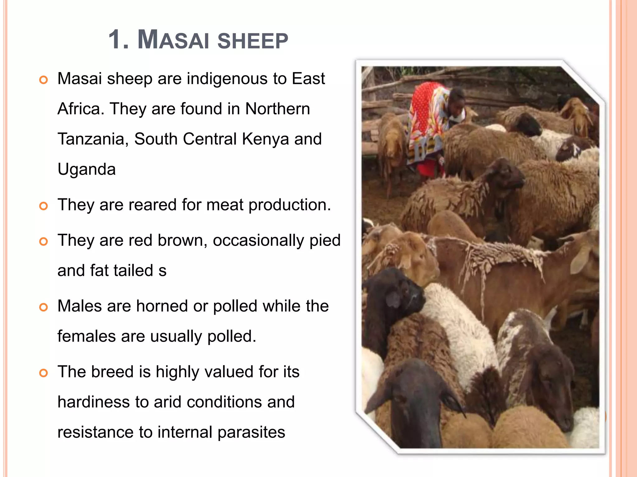 SHEEP BREEDS DETAILED.pptx