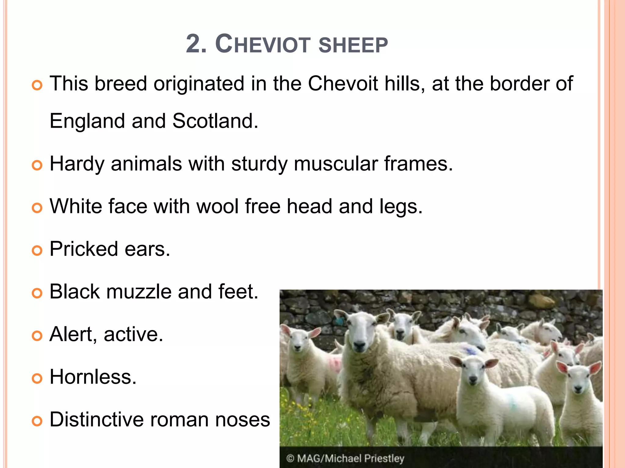 SHEEP BREEDS DETAILED.pptx