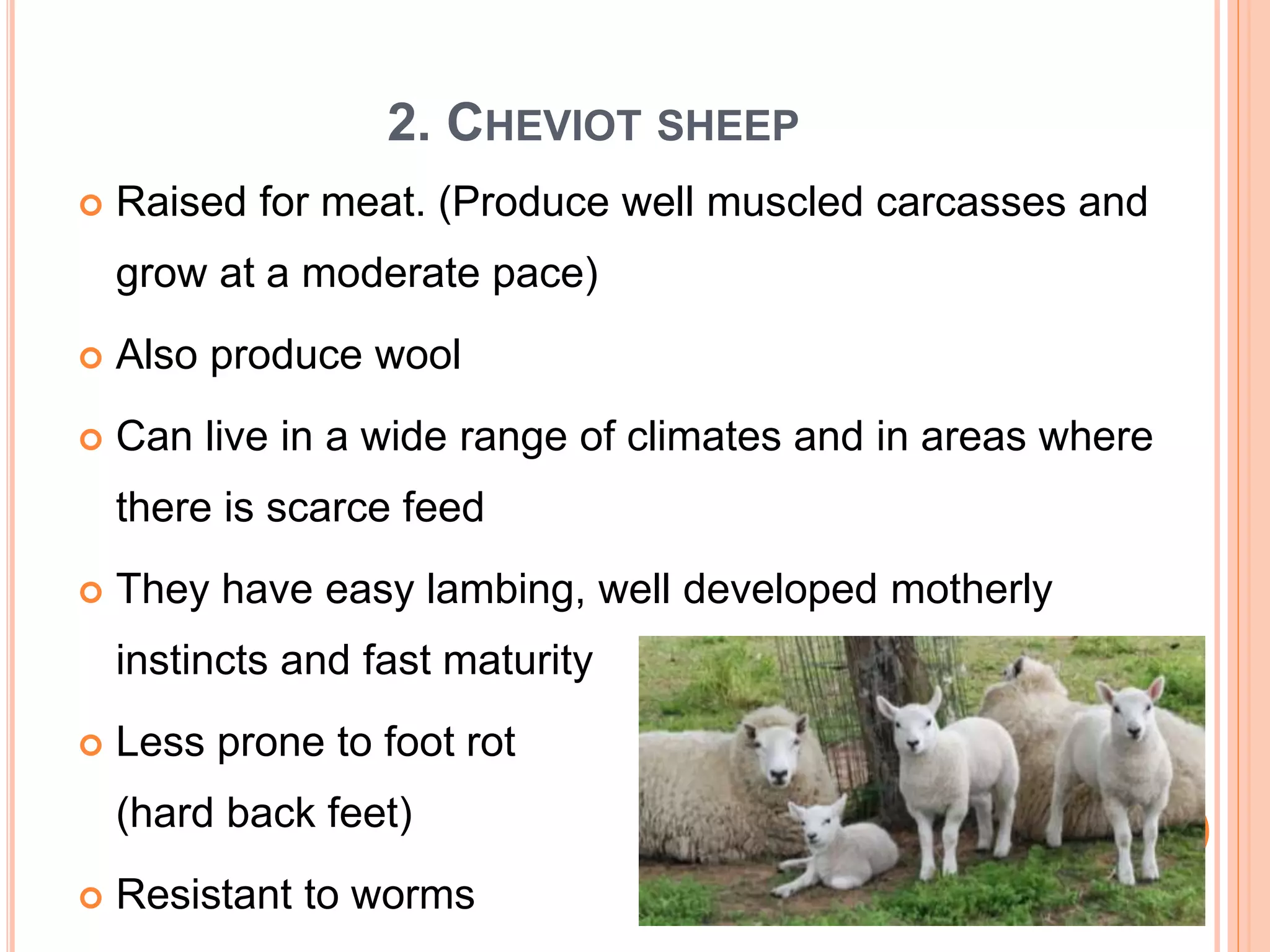 SHEEP BREEDS DETAILED.pptx