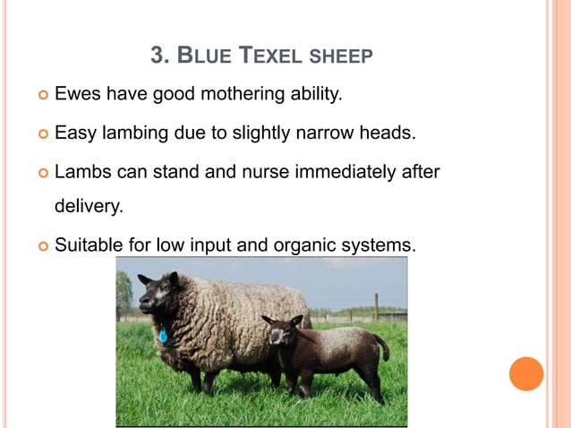 SHEEP BREEDS DETAILED.pptx