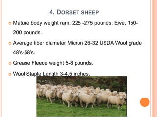 SHEEP BREEDS DETAILED.pptx