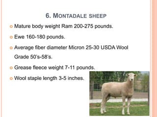 SHEEP BREEDS DETAILED.pptx