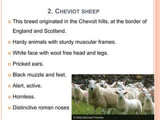 SHEEP BREEDS DETAILED.pptx
