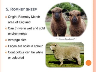 Romney Sheep Characteristics