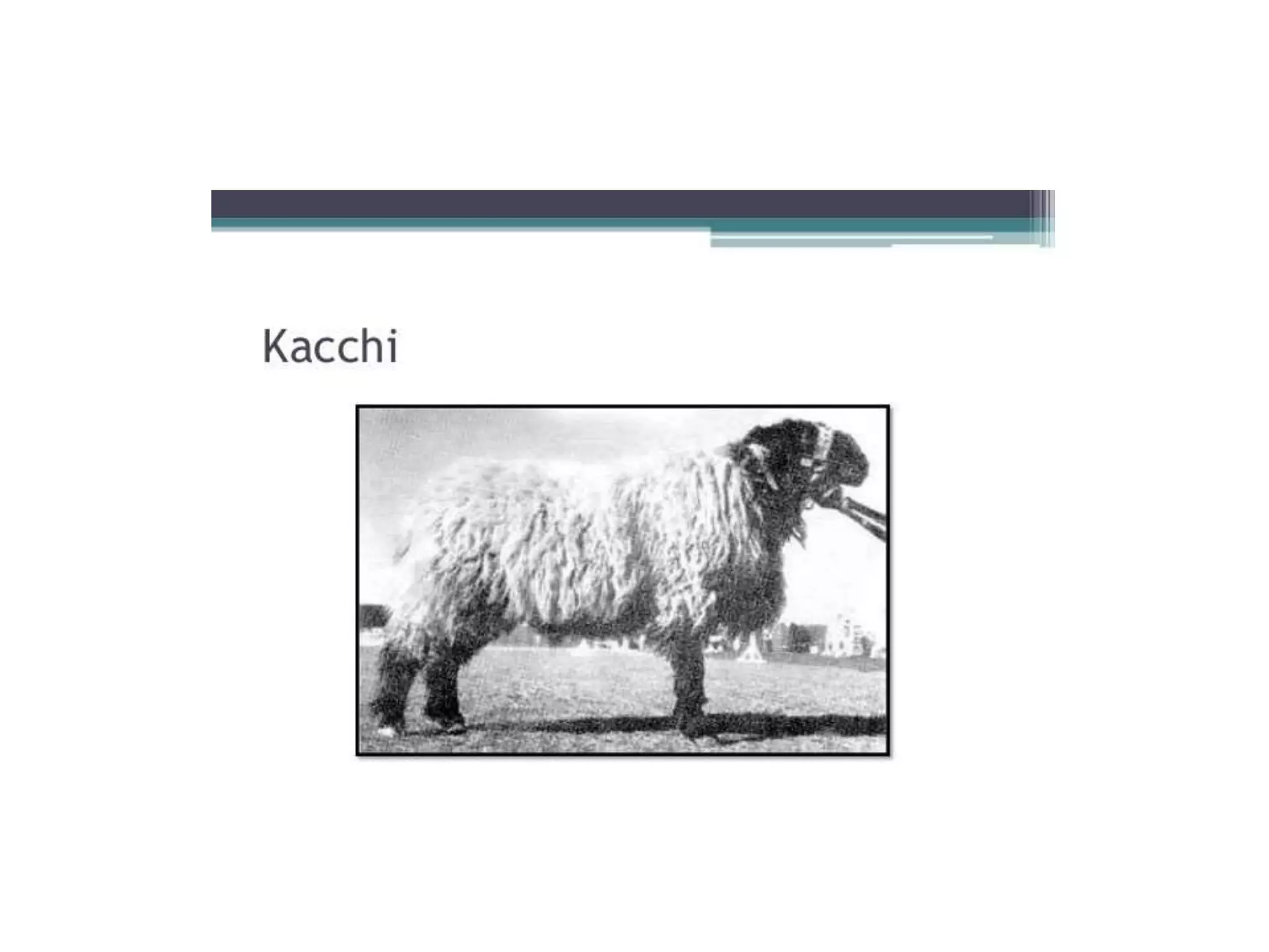 Sheep breeds of Pakistan By Allah Dad Khan | PPTX