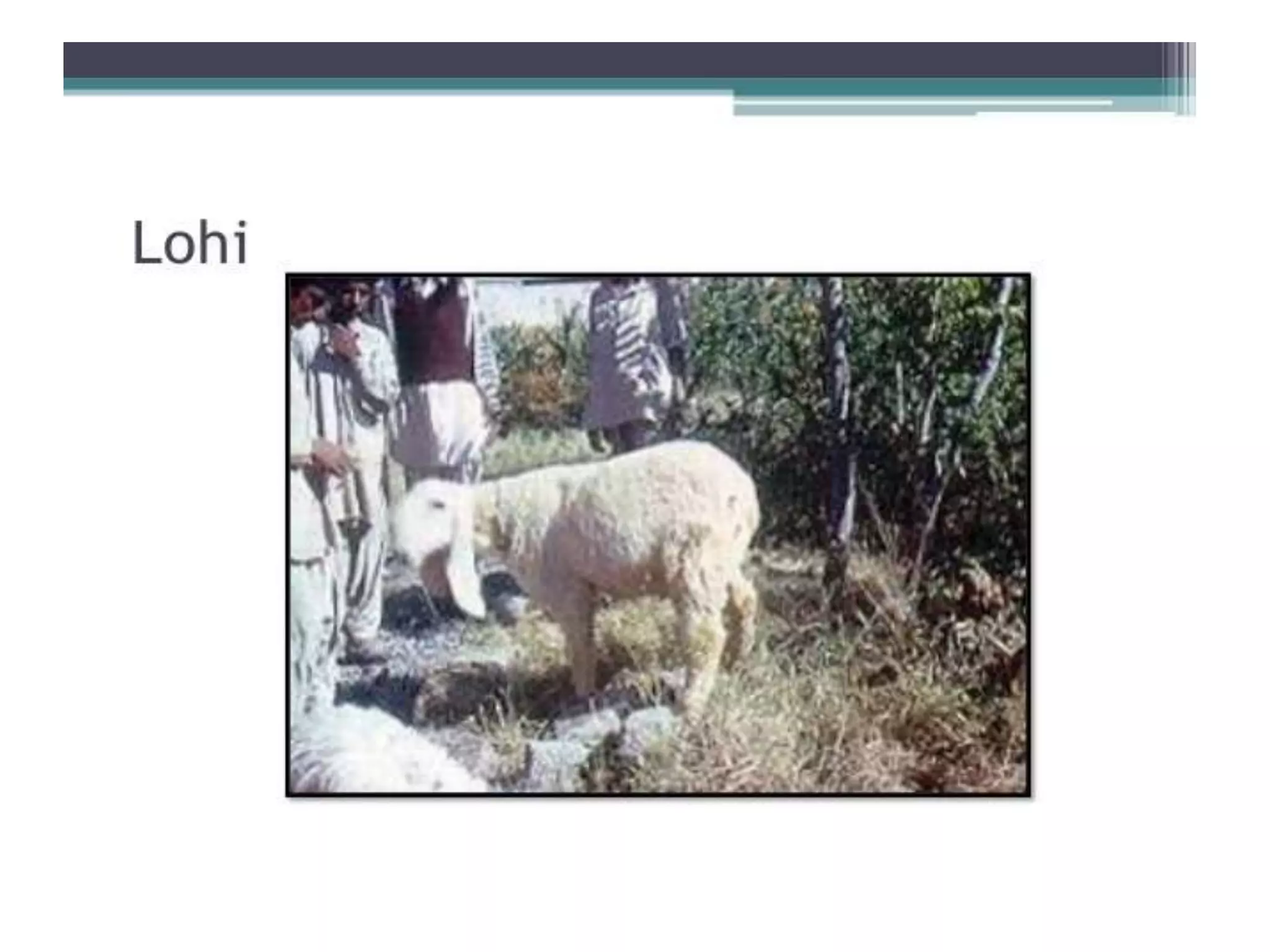 Sheep breeds of Pakistan By Allah Dad Khan | PPTX