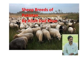 Sheep breeds of Pakistan By Allah Dad Khan | PPTX