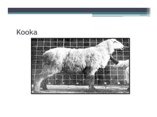 Sheep breeds of Pakistan By Allah Dad Khan | PPTX