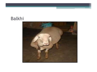 Sheep breeds of Pakistan By Allah Dad Khan | PPTX