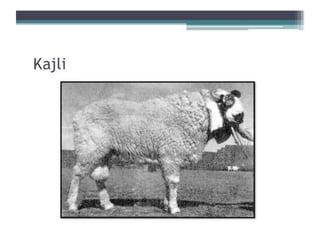 Sheep breeds of Pakistan By Allah Dad Khan | PPTX