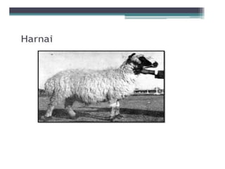 Sheep breeds of Pakistan By Allah Dad Khan | PPTX