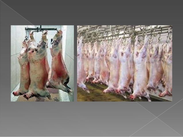 Sheep carcass1