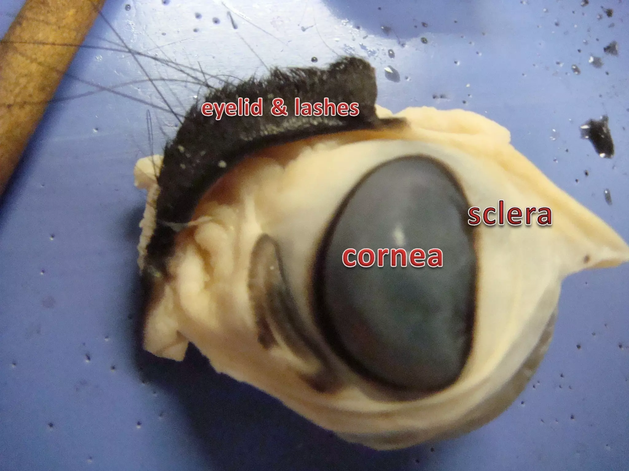 Sheep eye dissection | PPT