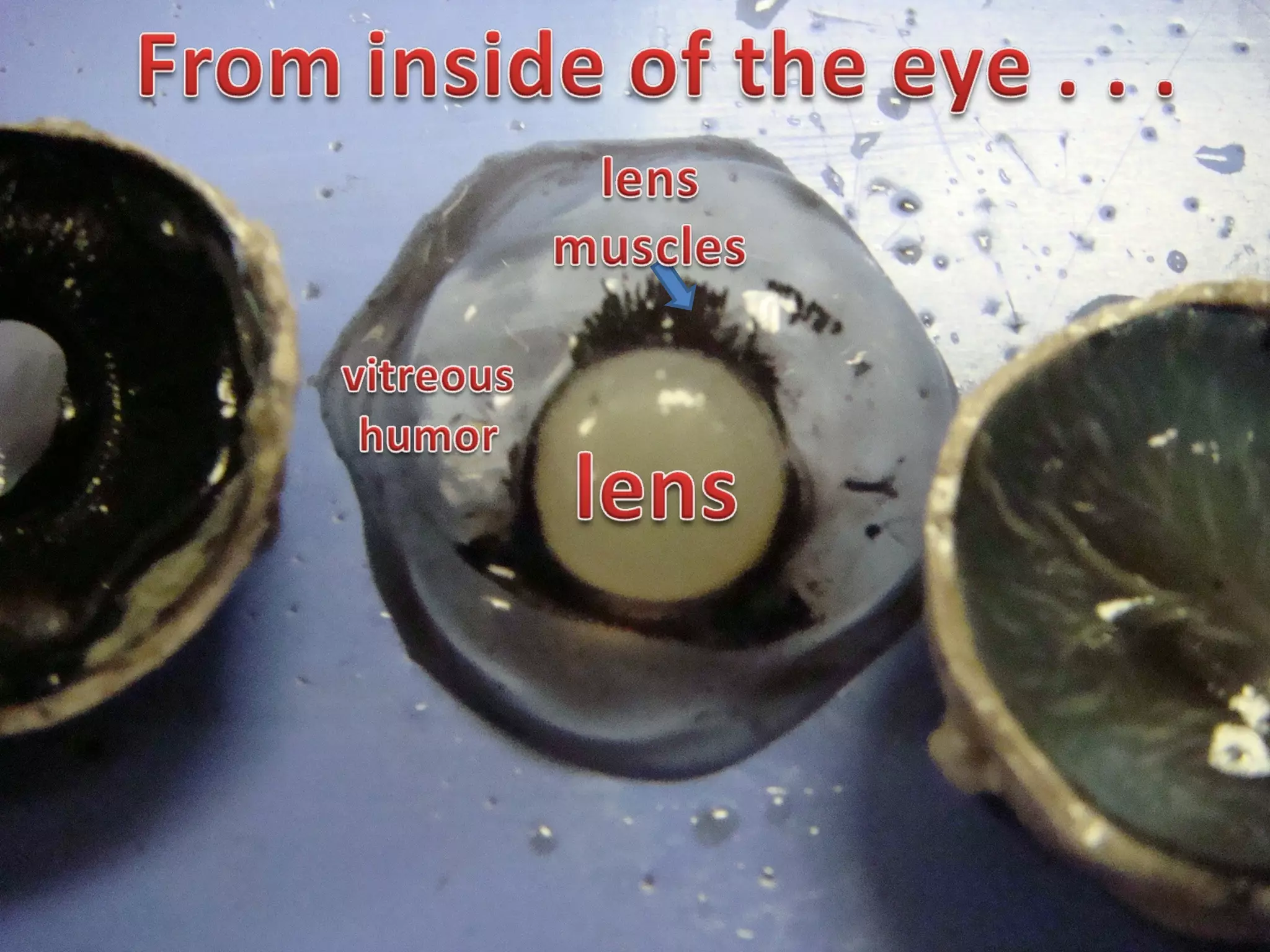 Sheep eye dissection | PPT