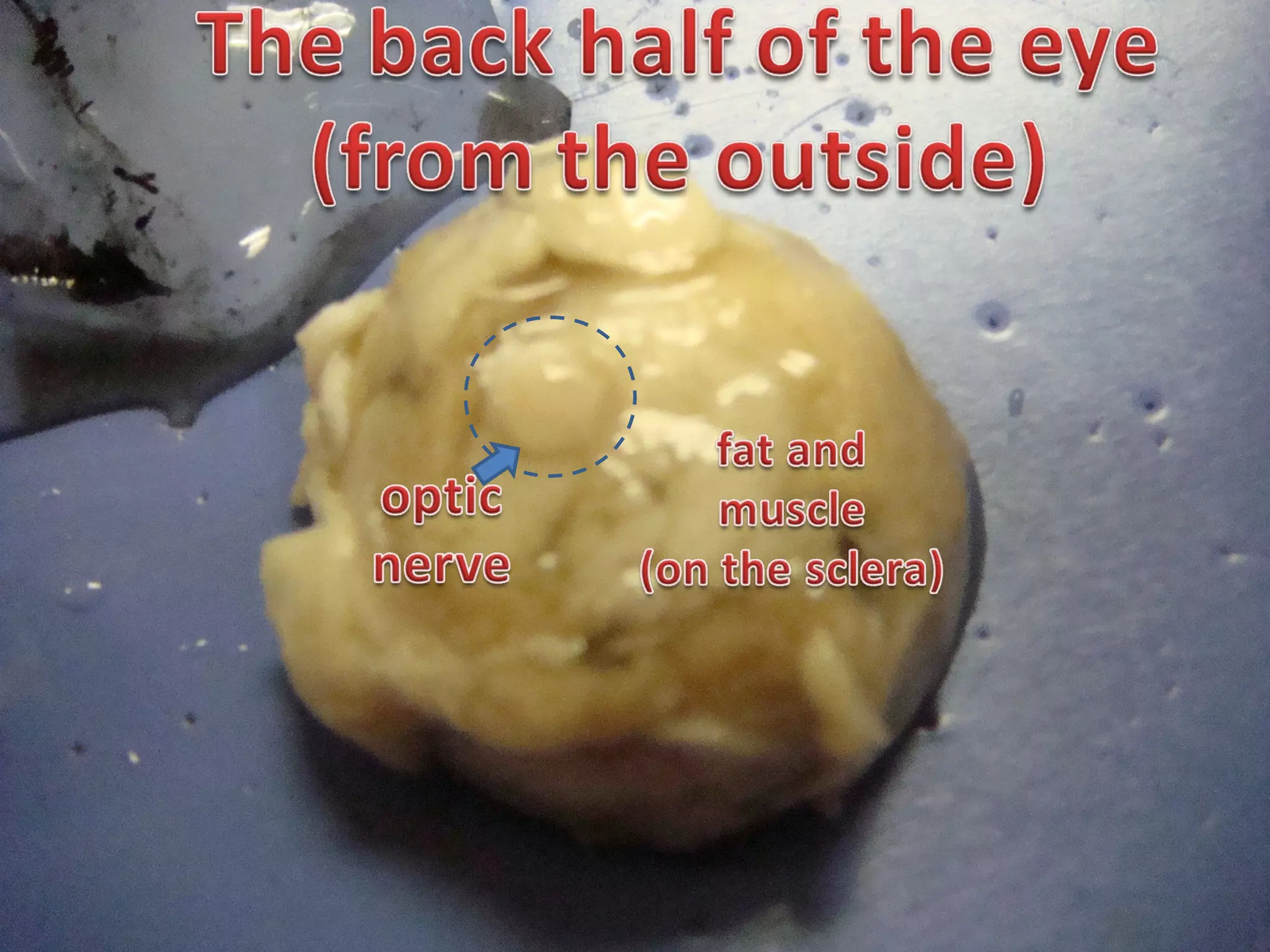 Sheep eye dissection | PPT