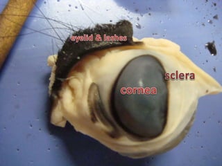 Sheep eye dissection | PPT