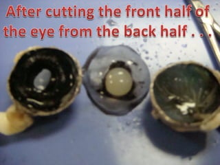 Sheep eye dissection | PPT