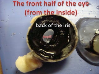 Sheep eye dissection | PPT