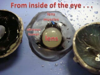 Sheep eye dissection | PPT