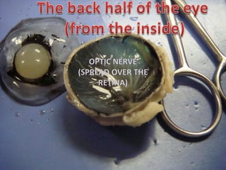 Sheep eye dissection | PPT