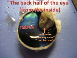 Sheep eye dissection | PPT