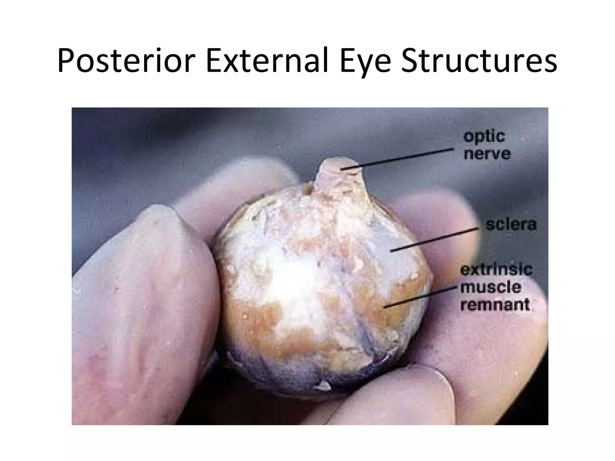 Sheep eye dissection | PPT