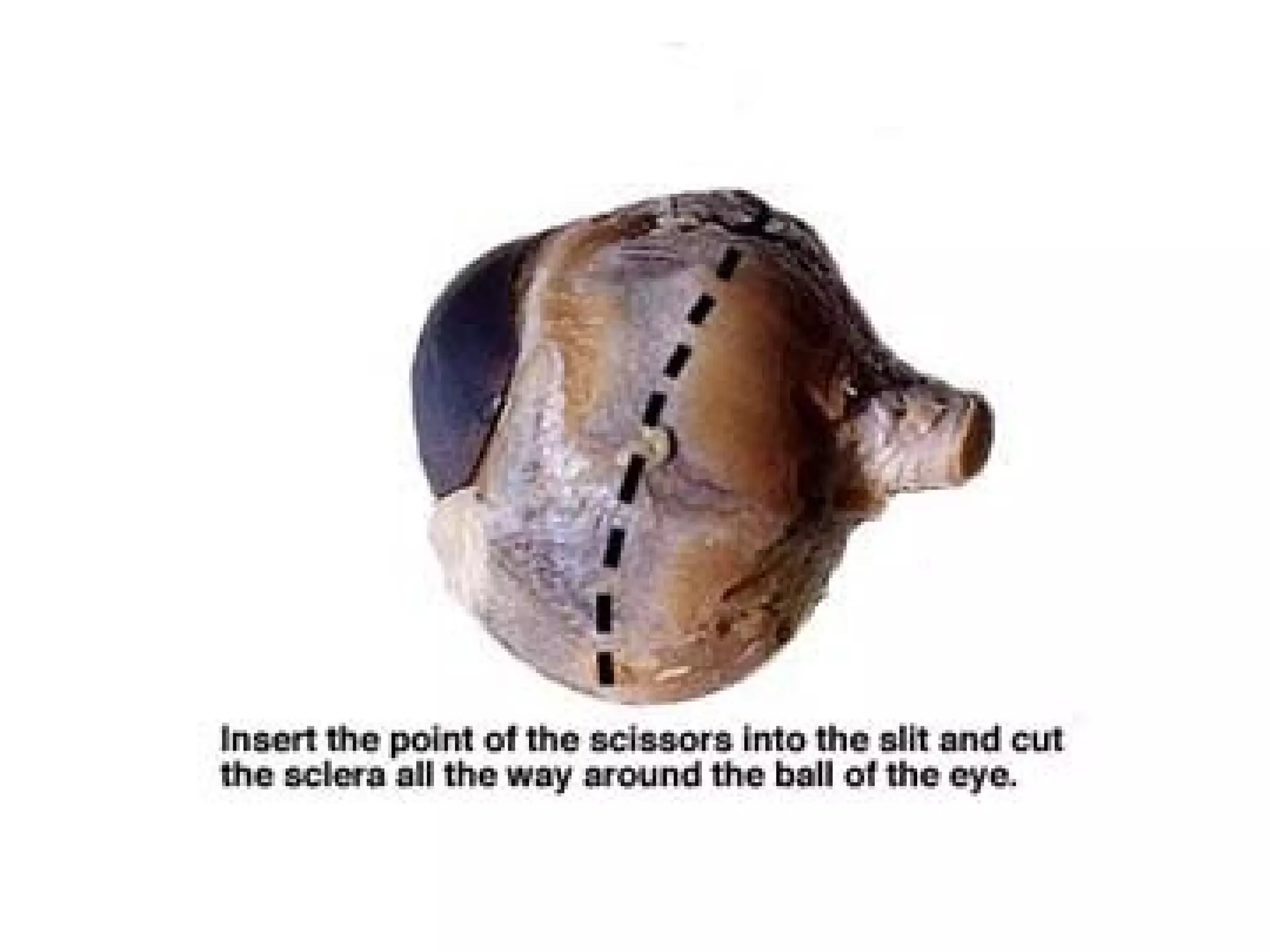 Sheep eye dissection | PPT