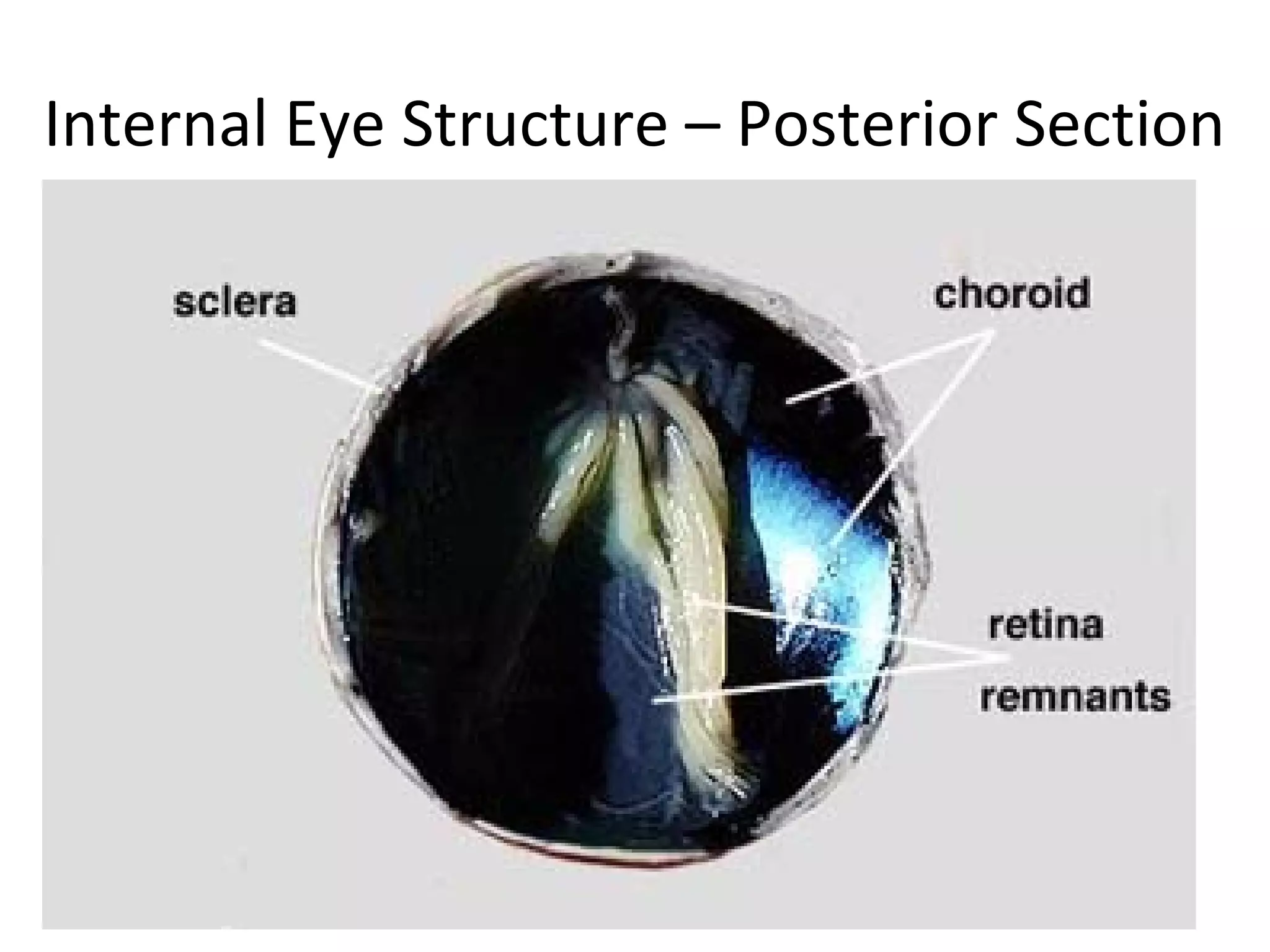 Sheep eye dissection | PPT