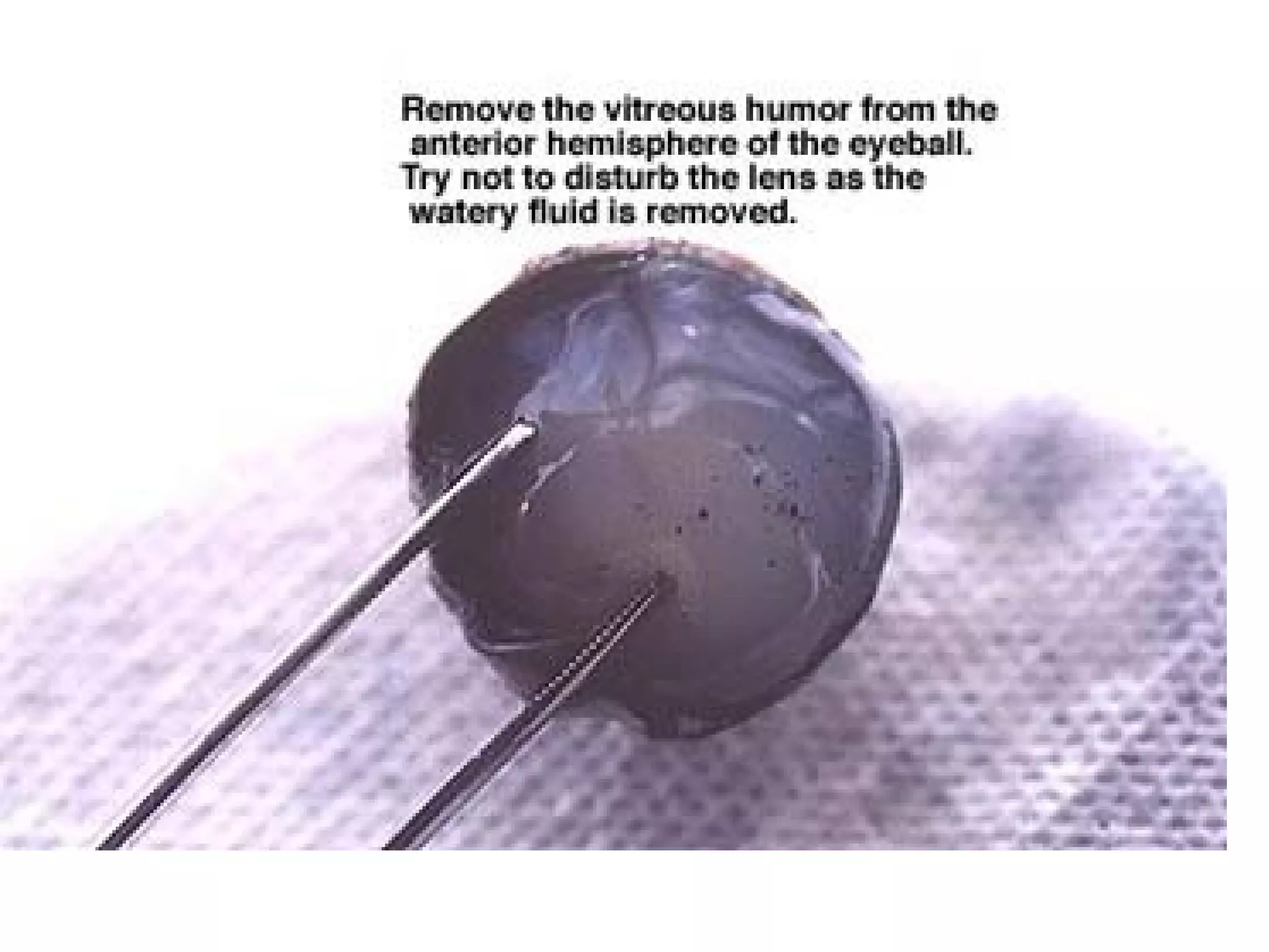 Sheep eye dissection | PPT