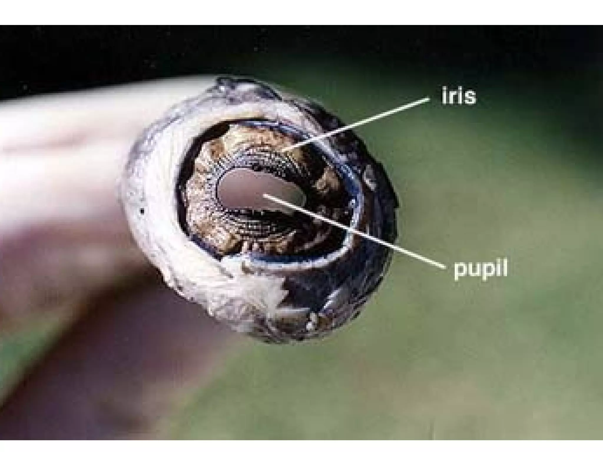 Sheep eye dissection | PPT