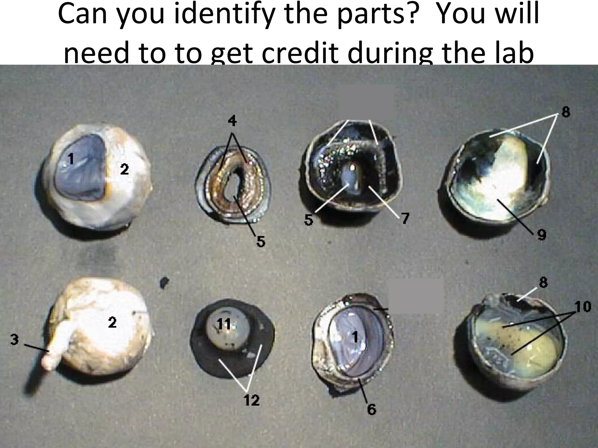 Sheep eye dissection | PPT