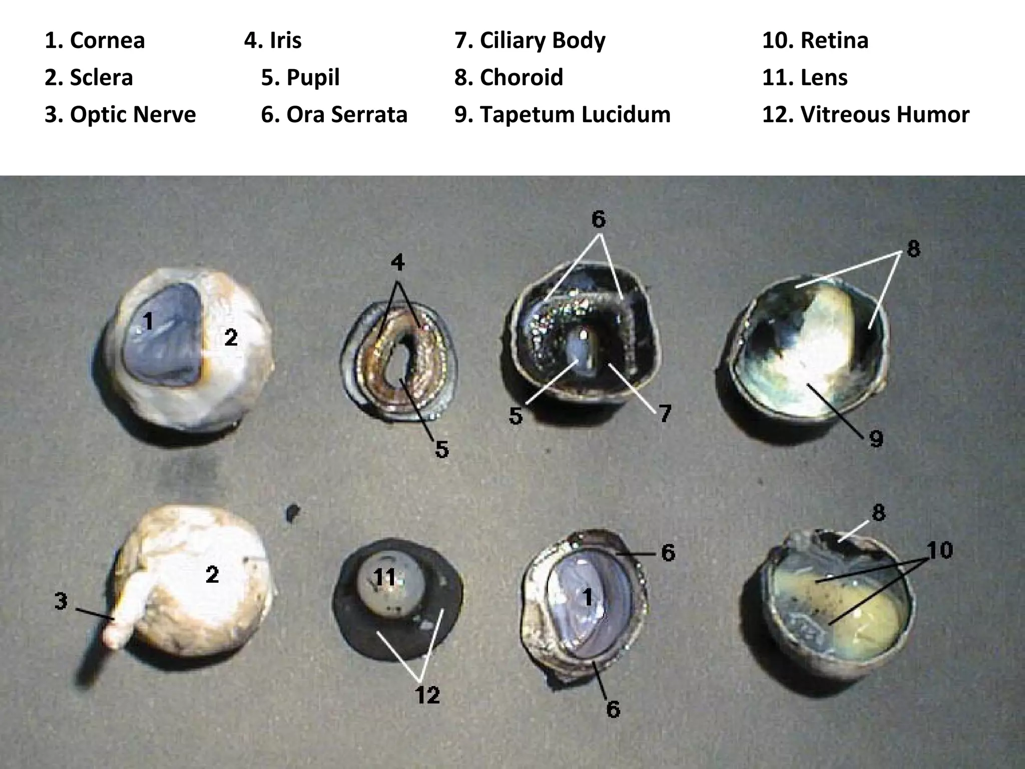 Sheep eye dissection | PPT