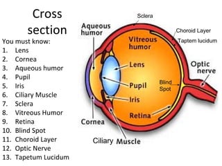 Sheep eye dissection | PPT