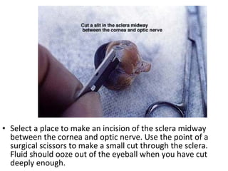Sheep eye dissection | PPT