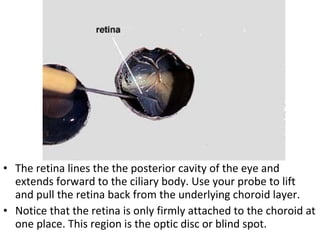 Sheep eye dissection | PPT