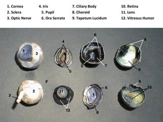 Sheep eye dissection | PPT